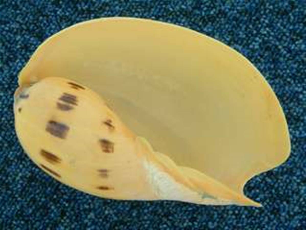 INDIAN MELON SHELLS. 135 X 90 X 55MM APROX. 58g. 232SHL