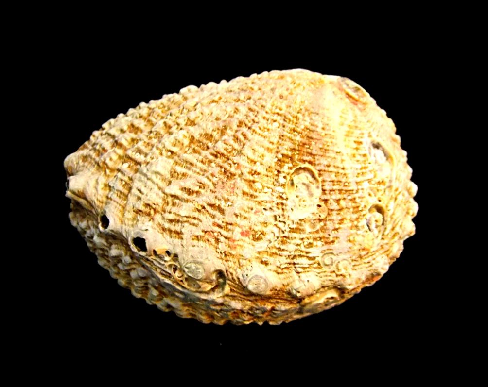 ABALONE NATURAL SHELL (HALIOTIS RUFESCENS). SP12169