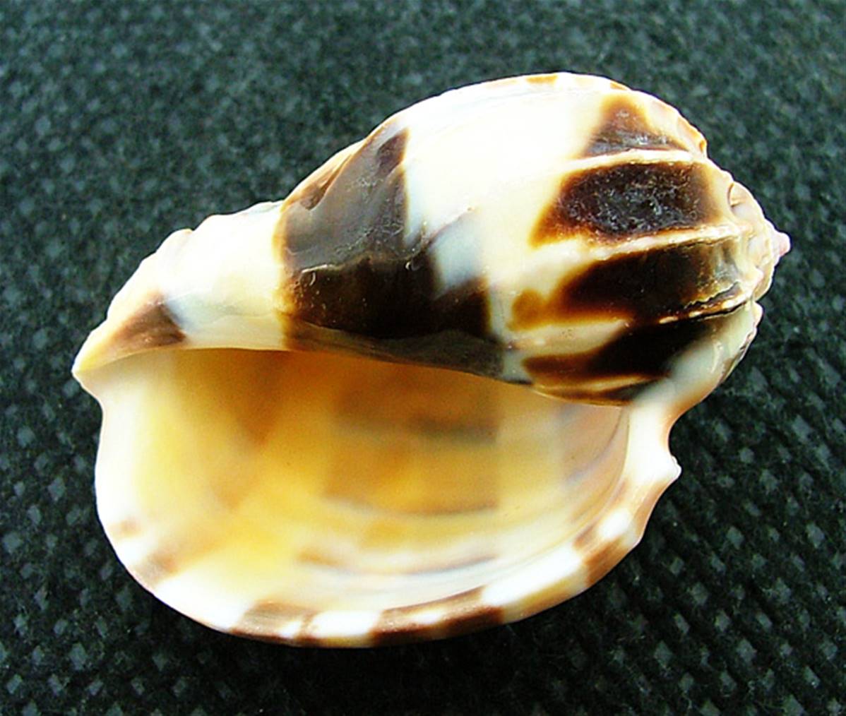 HEART SHELLS (LARGE SIZE). SPR4764SHL