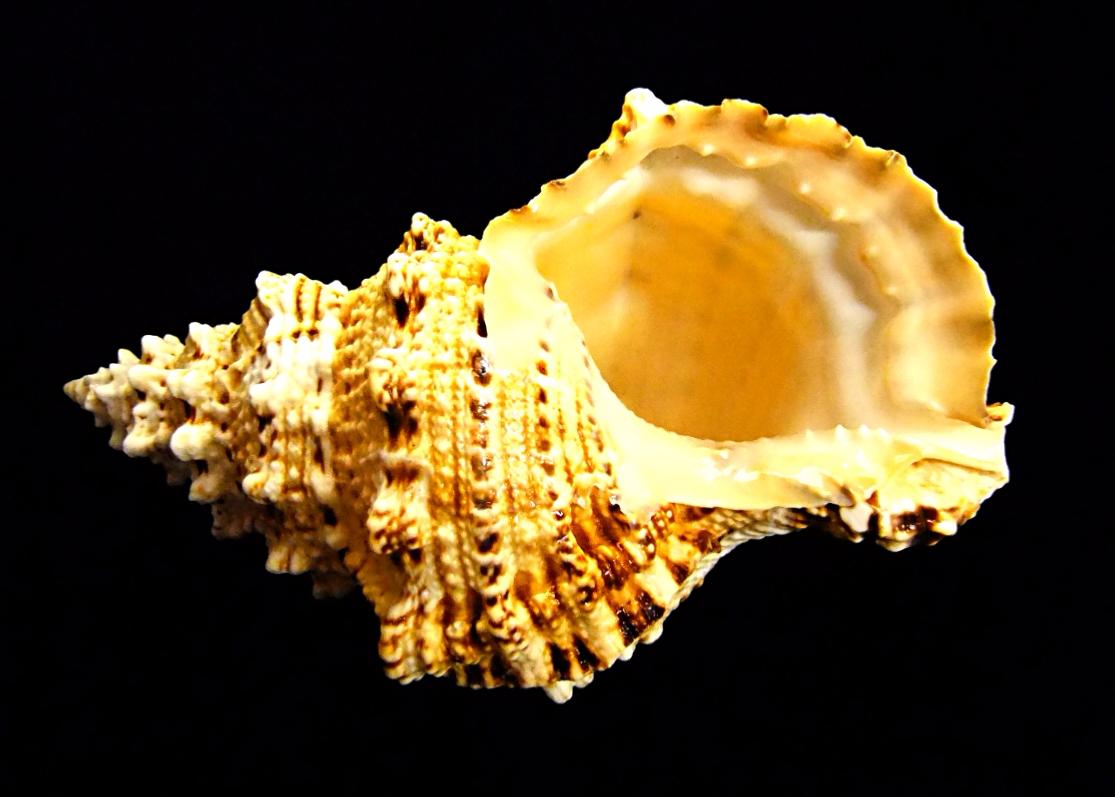 BURSA BUBO SHELL. SP10323