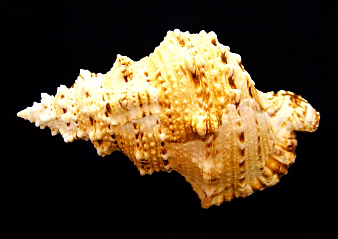 BURSA BUBO SHELL. SP10323