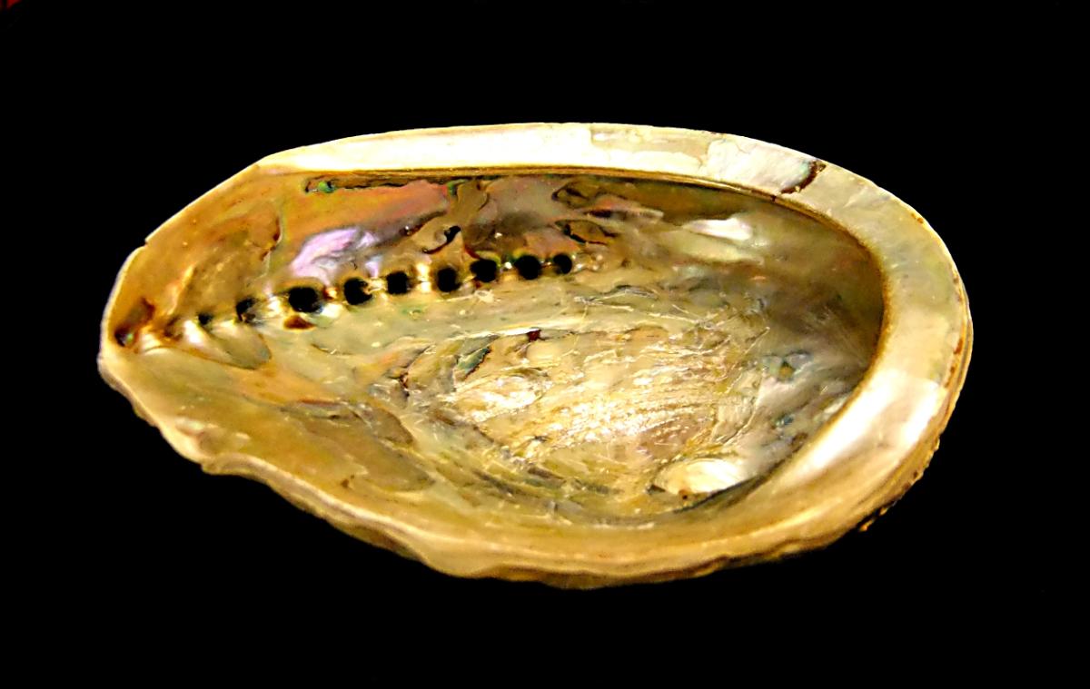 ABALONE NATURAL SHELL (HALIOTIS RUFESCENS). SP12168