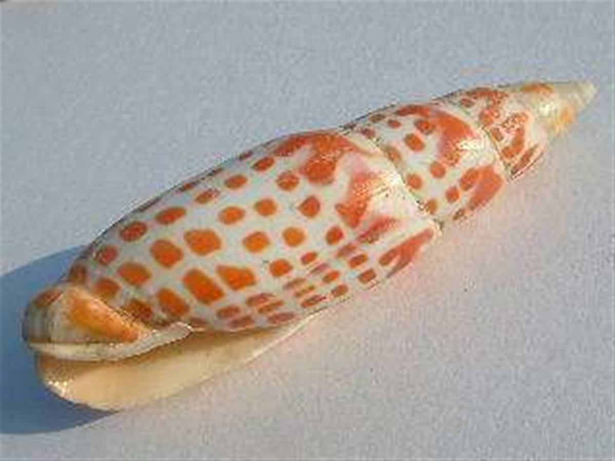 MITRE SHELLS PHILLIPINES 8-12CM SHELL9