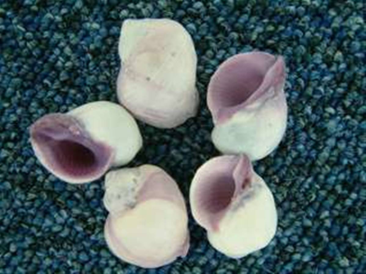 CEBU BEAUTY SHELLS (PACK OF FIVE). 25 X 20 X 15MM APROX. 4g PER SHELL ...