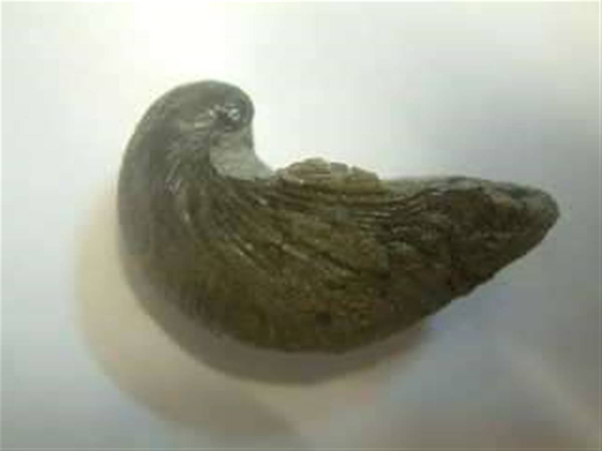 GRYPHEA FOSSIL SPECIMEN (DEVILS TOENAIL) . 366