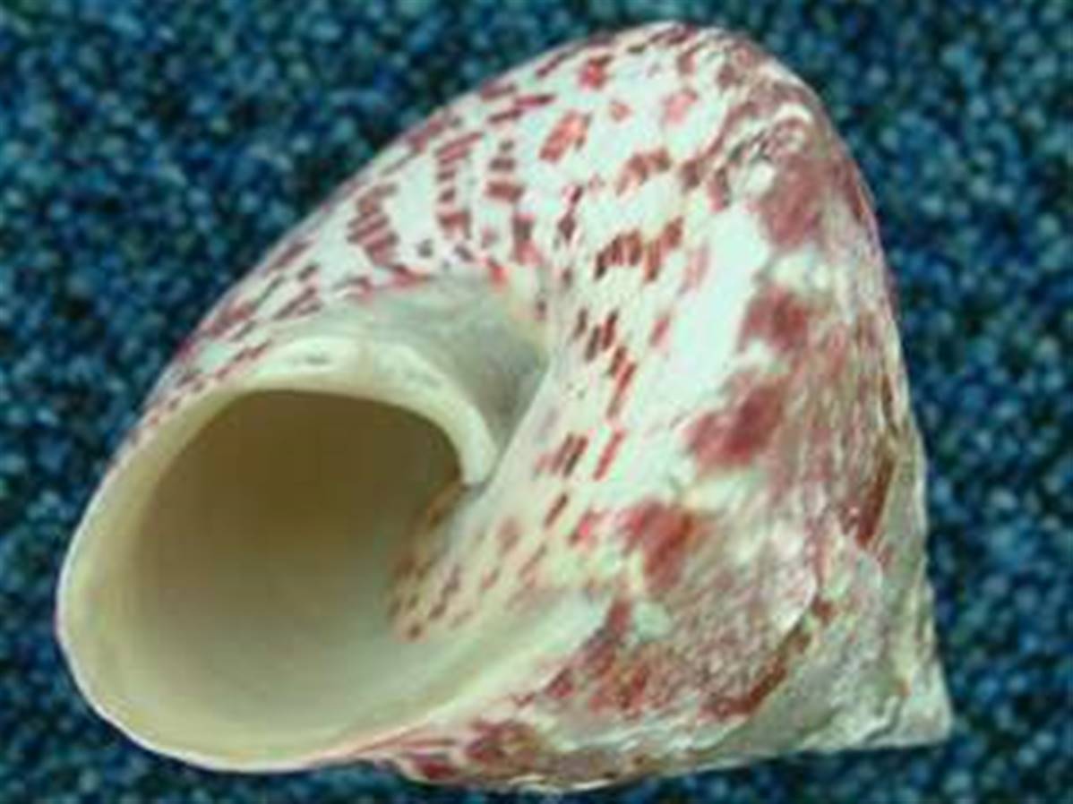 STRAWBERRY TROCA SHELLS. 227SHL