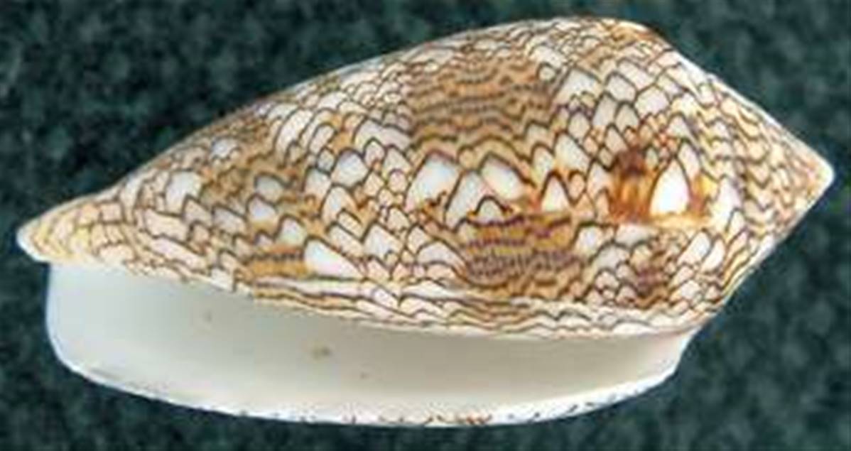 TEXTILE CONE SHELLS (SMALL). SPR1396