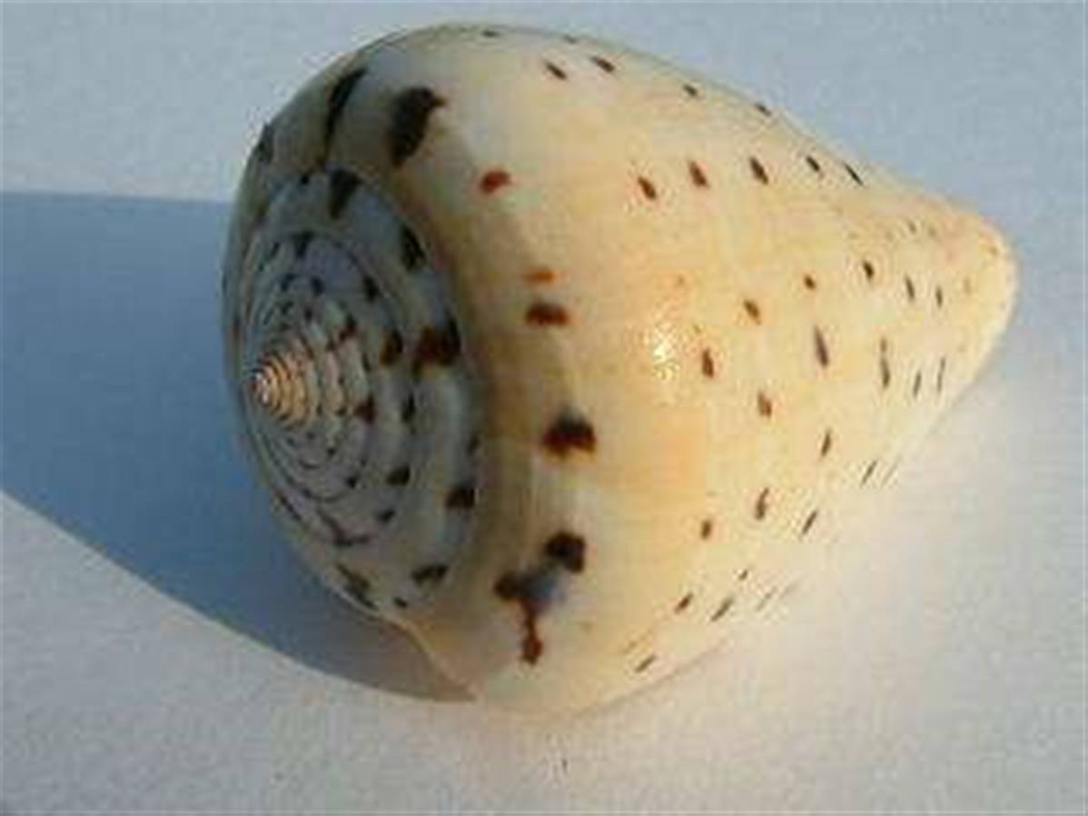 CONUS SHELLS YELLOW. SHELL14