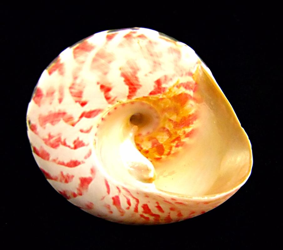 TROCHUS NILOTICUS SHELL. SP10330