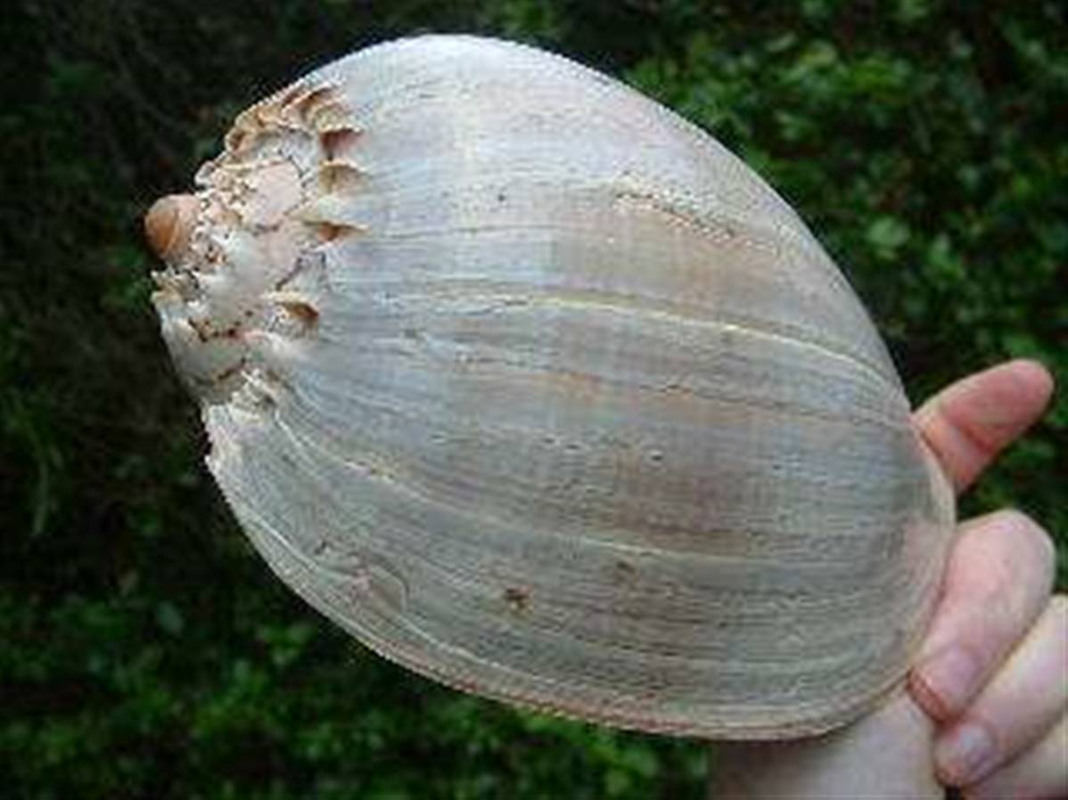 MELON SHELL 18 - 20CM SHELL31