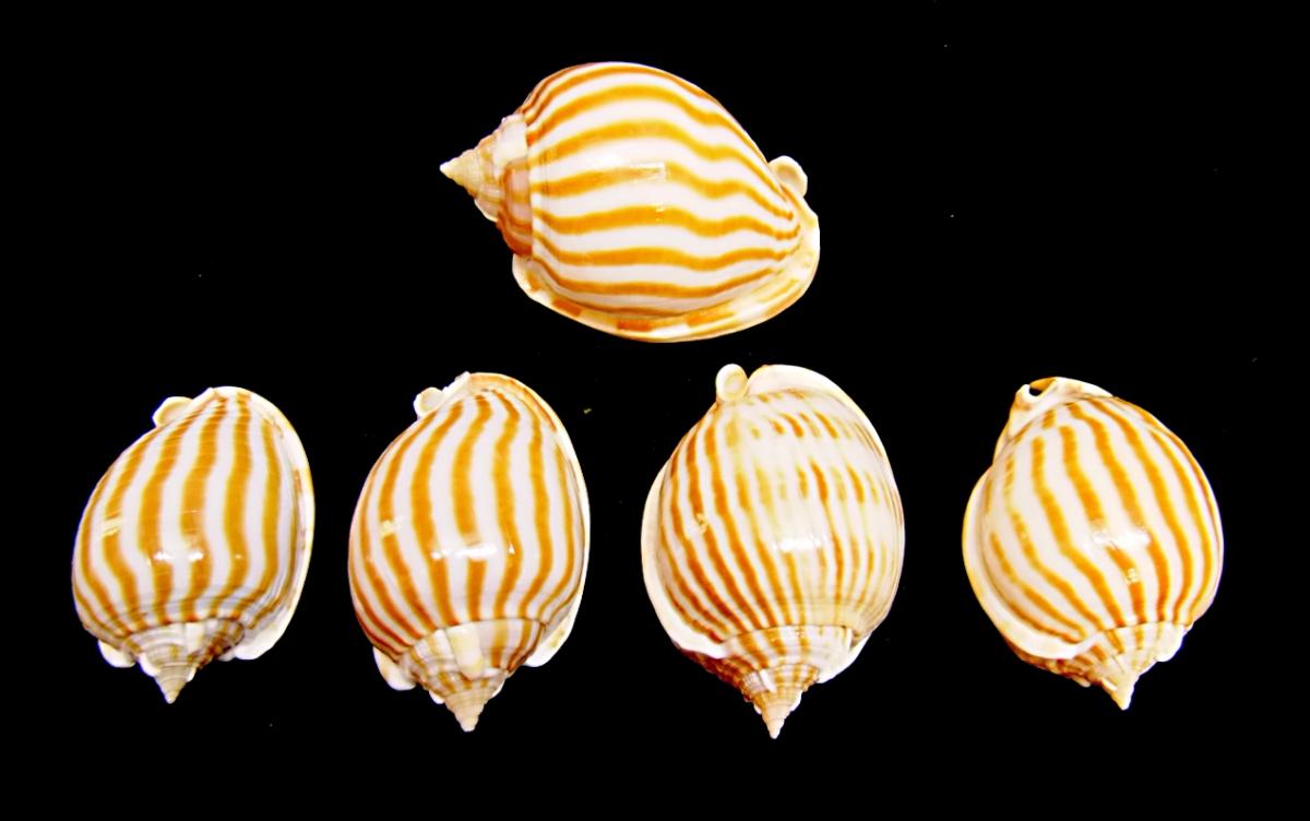 PHALIUM STRIGATUM SHELLS. SPR10312