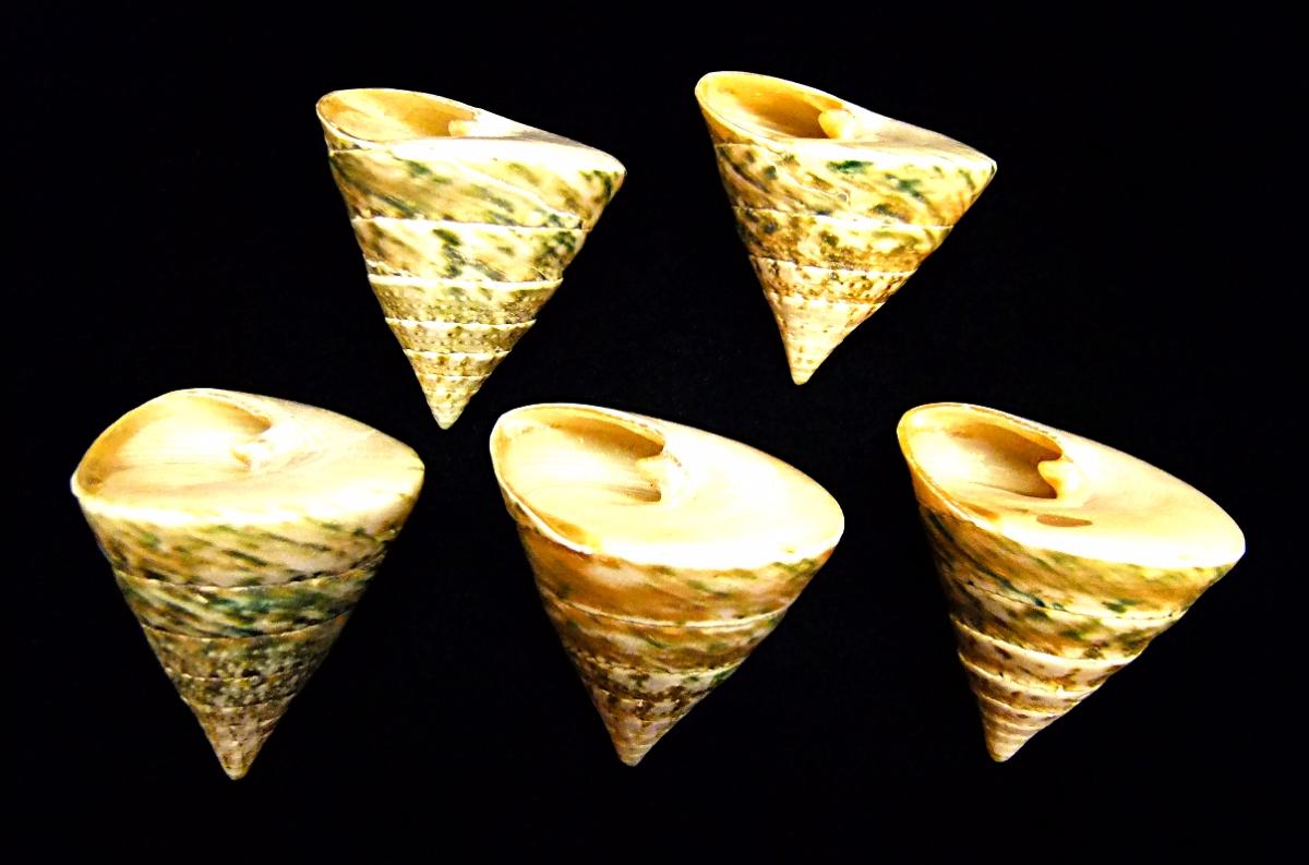 GREEN TROCHUS SHELLS. SPR10311