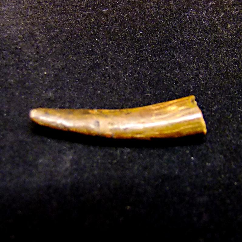 PTEROSAUR TOOTH FOSSIL. SP15169